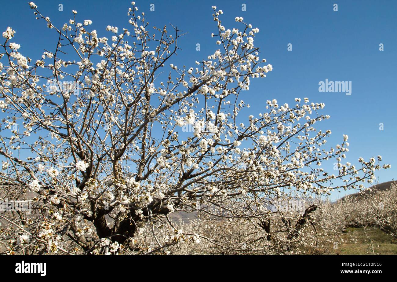 Springtime cherry trees blooming in Jerte Valley, Extremadura, Spain ...