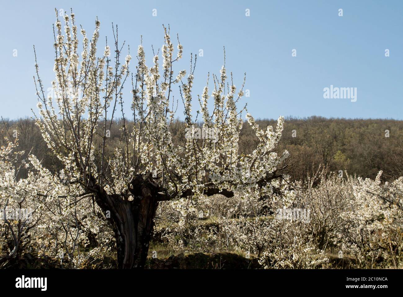 Springtime cherry trees blooming in Jerte Valley, Extremadura, Spain ...