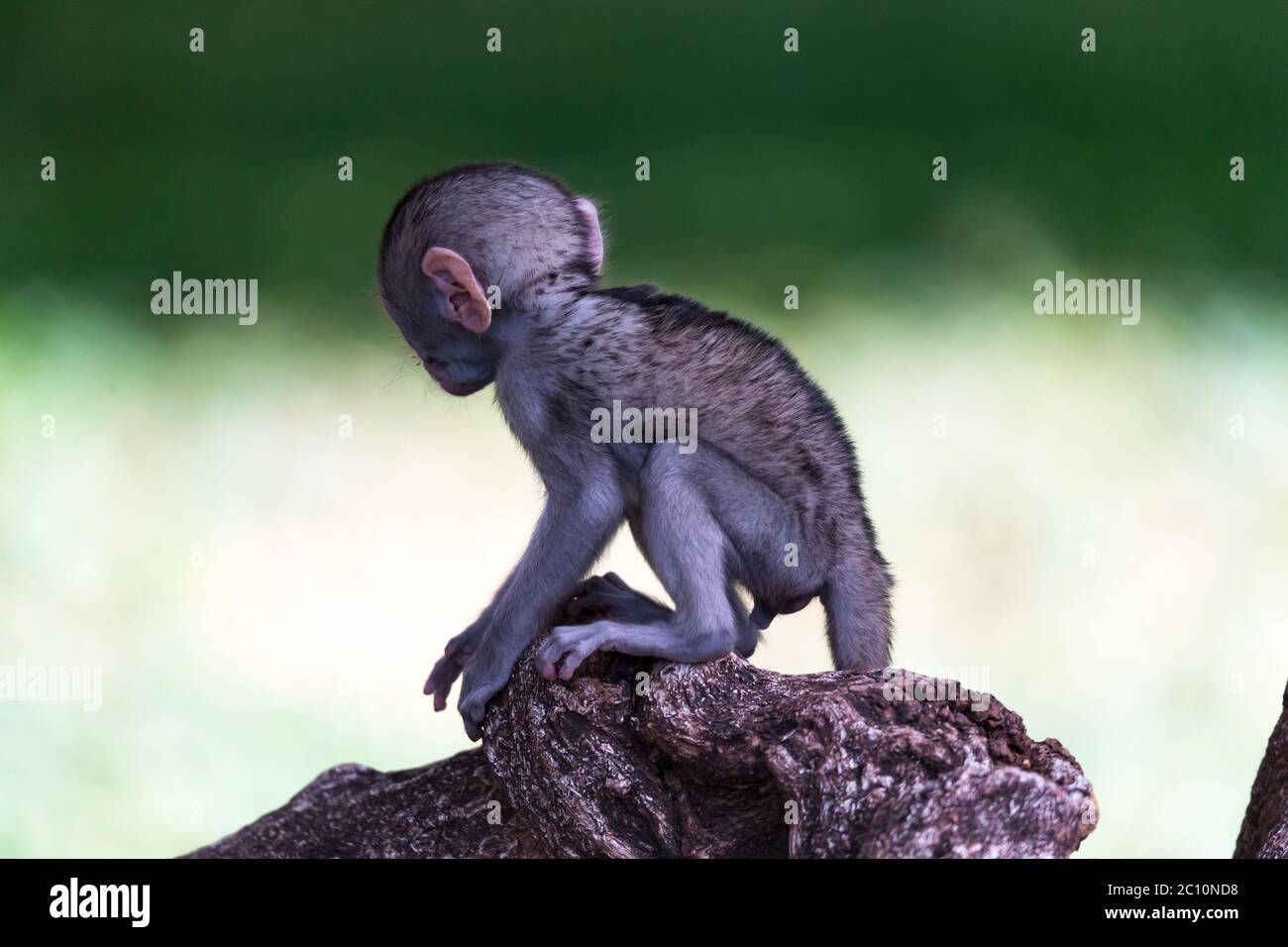 One little funny monkey is playing on the floor or on the tree Stock ...