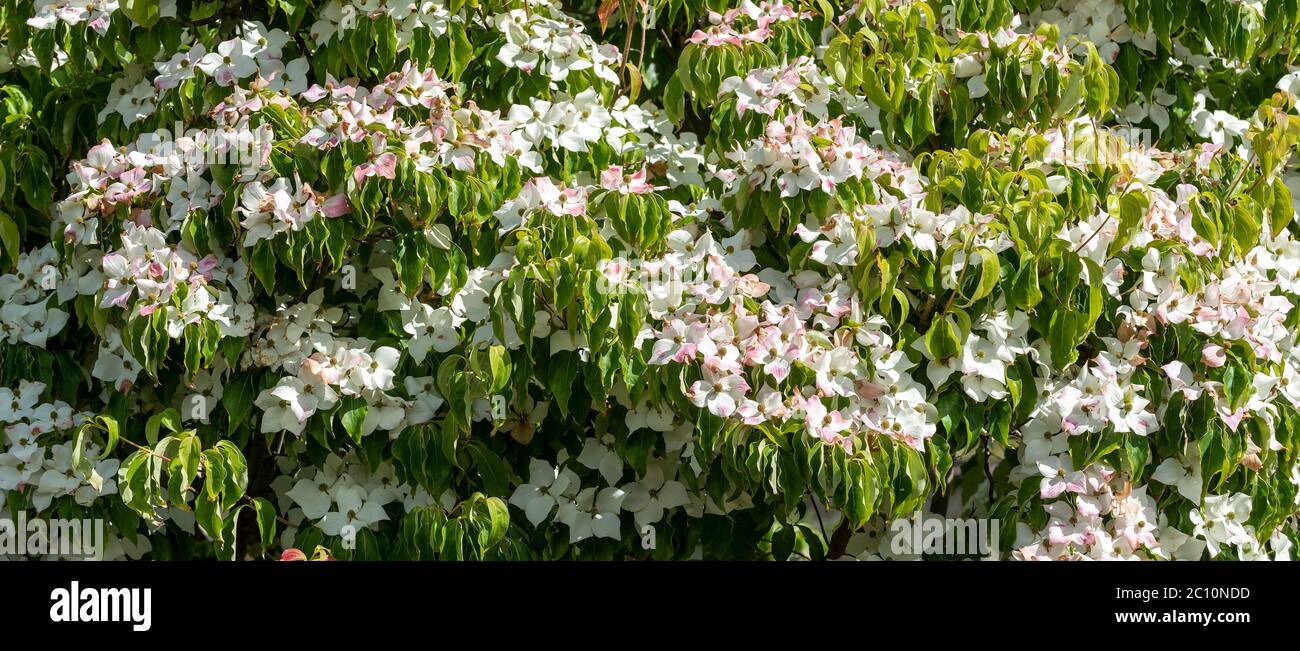 England, UK. June 2020. Early summer in an English country garden a ...