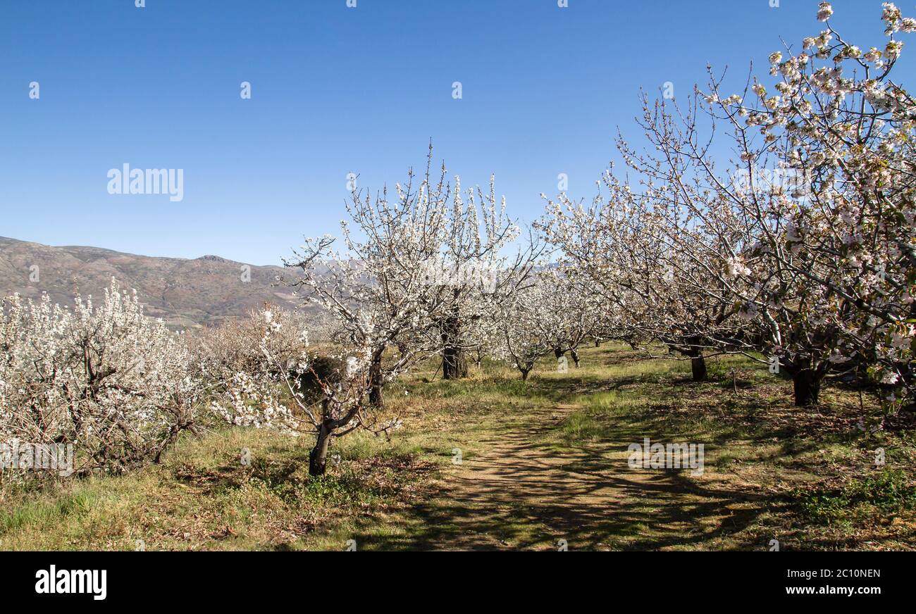 Springtime cherry blossoms in Valle del Jerte, Extremadura, Spain Stock ...