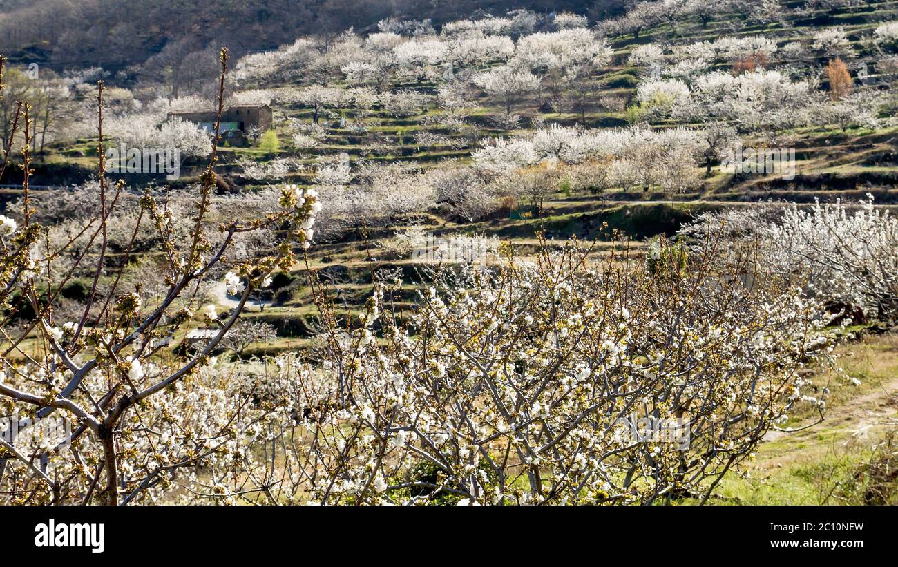 Springtime cherry blossoms landscape in Valle del Jerte, Extremadura ...
