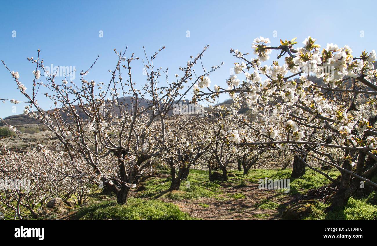 Jerte spain hi-res stock photography and images - Alamy