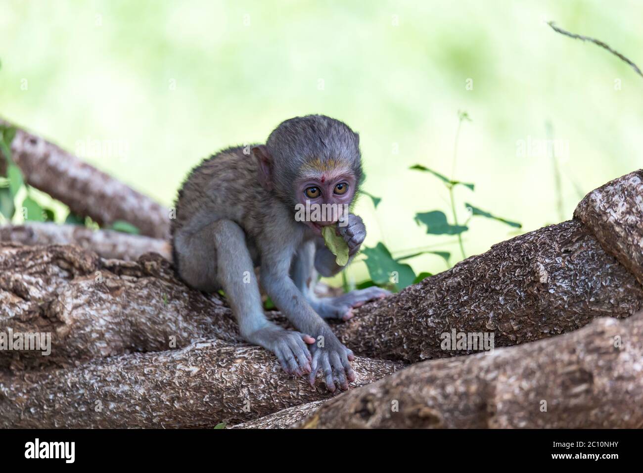 One little funny monkey is playing on the floor or on the tree Stock ...