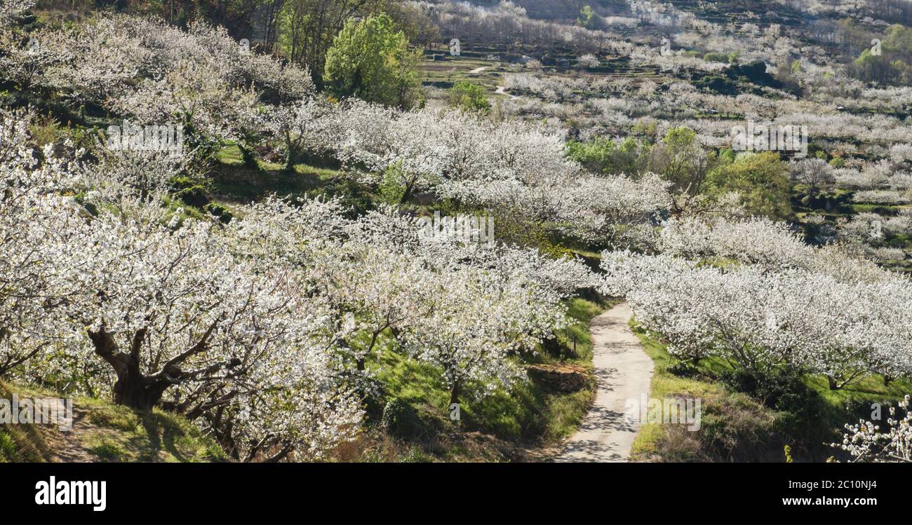 Cherry blossoms in Valle del Jerte, Extremadura, Spain Stock Photo - Alamy