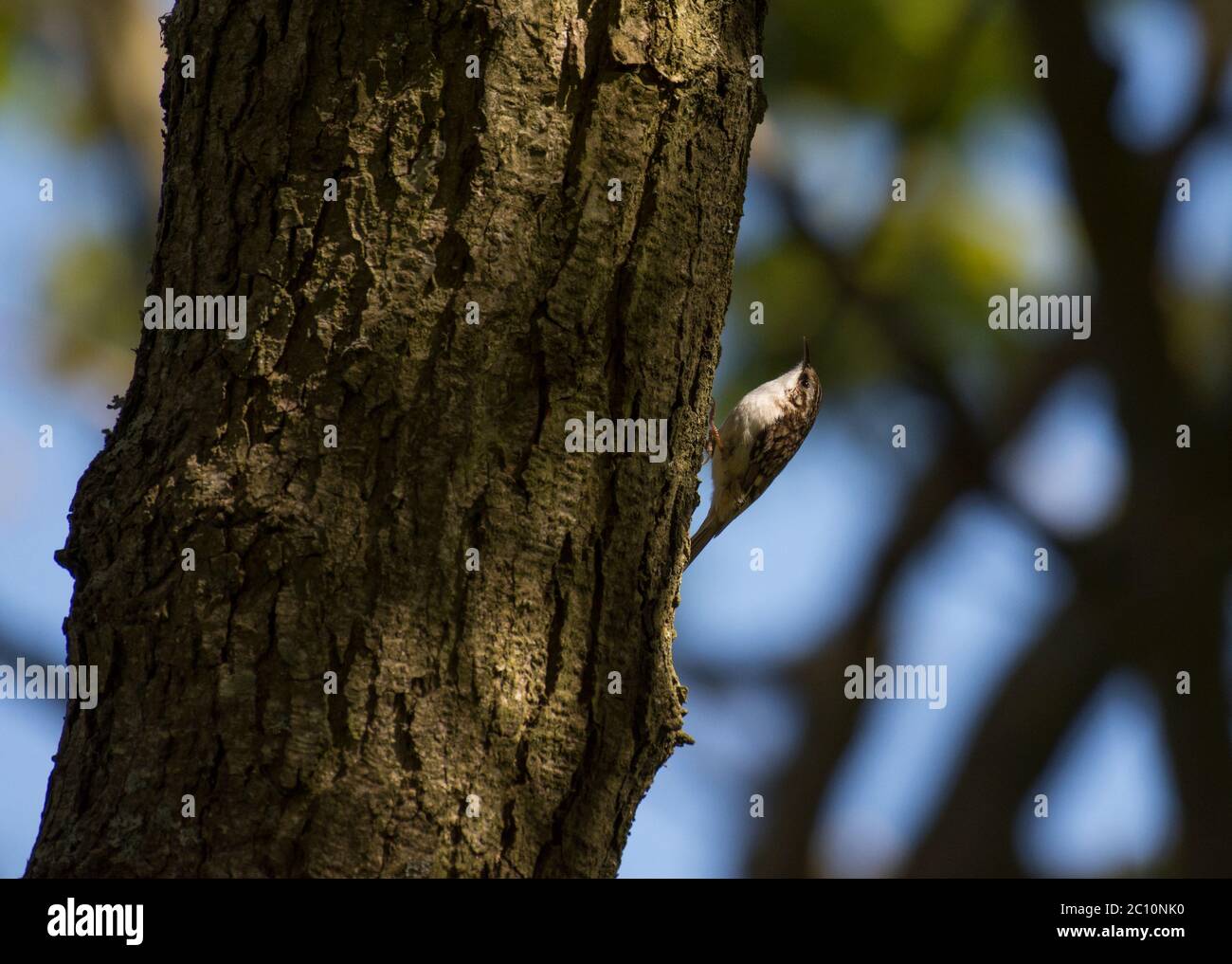 Treecreeper, Certhia familiaris, with food for young, on tree trunk ...