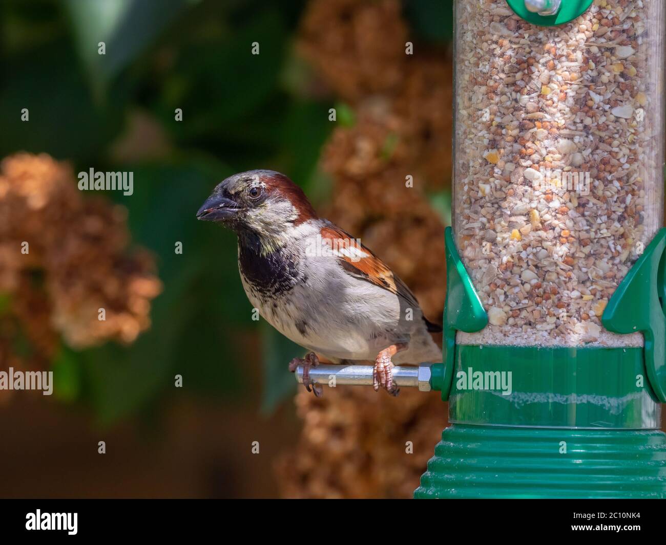 English sparrow hi-res stock photography and images - Alamy