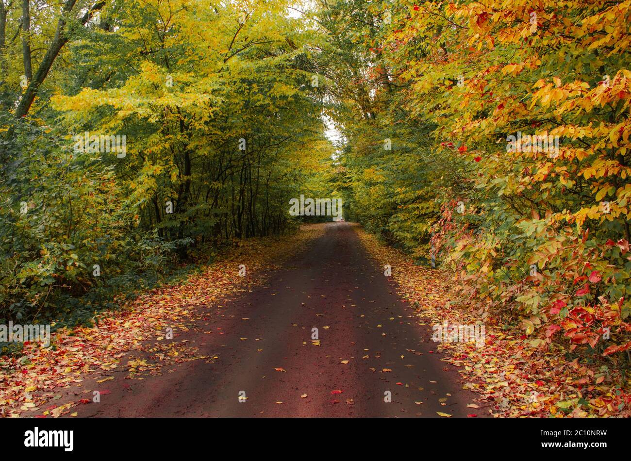 Autumn landscape with colorful fall foliageof trees. Colorful autumn ...
