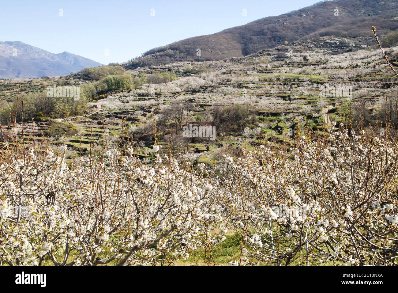 Springtime cherry blossoms in Valle del Jerte, Extremadura, Spain Stock ...
