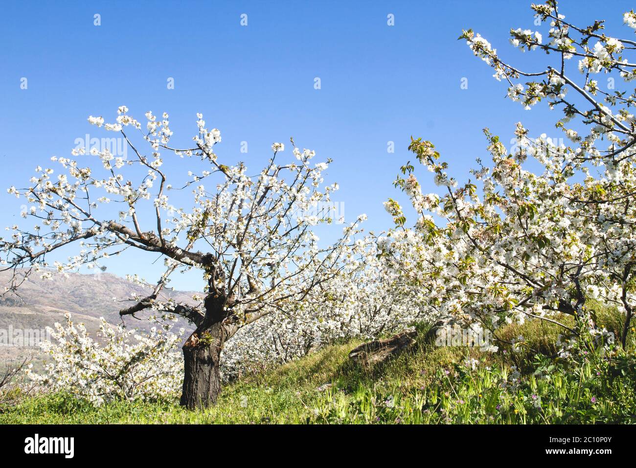 Jerte valley spain cherry blossom hi-res stock photography and images ...