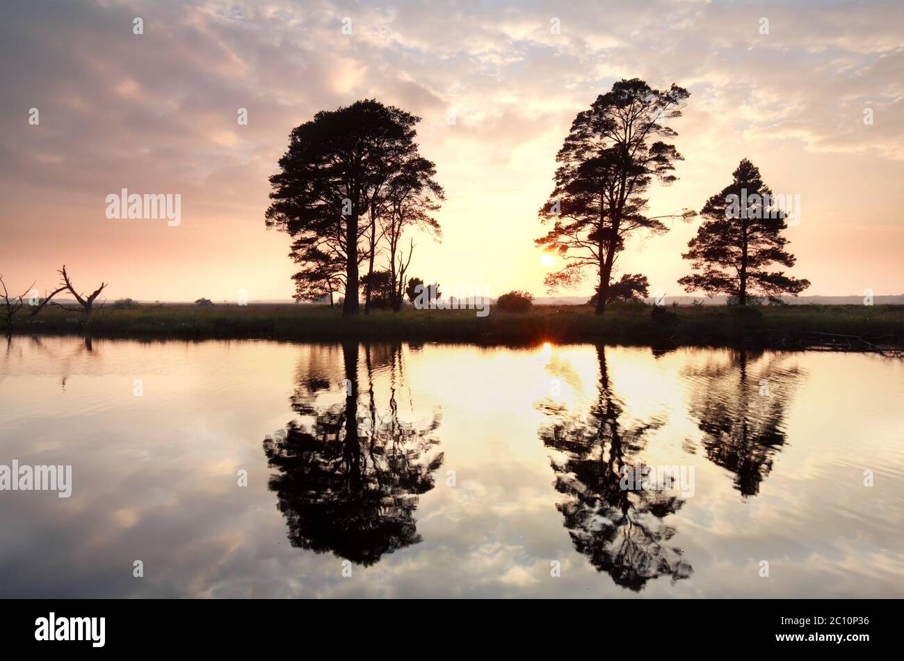 Sunset Lake Pine Tree