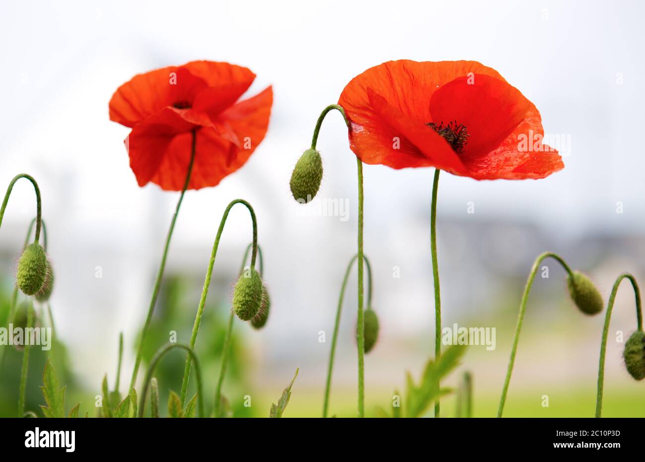 Poppies isolated hi-res stock photography and images - Alamy