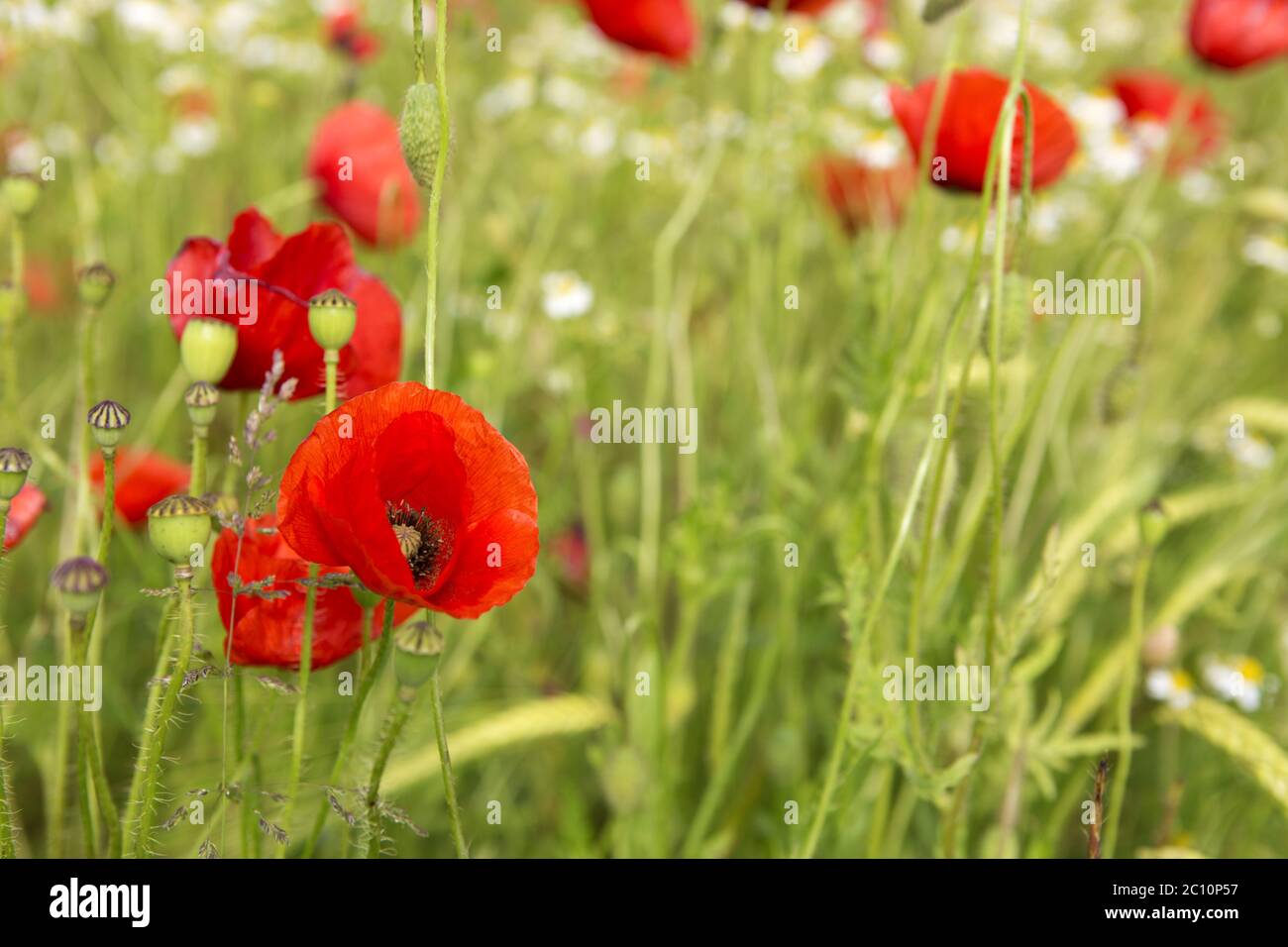 Green agriculture poppy hi-res stock photography and images - Alamy