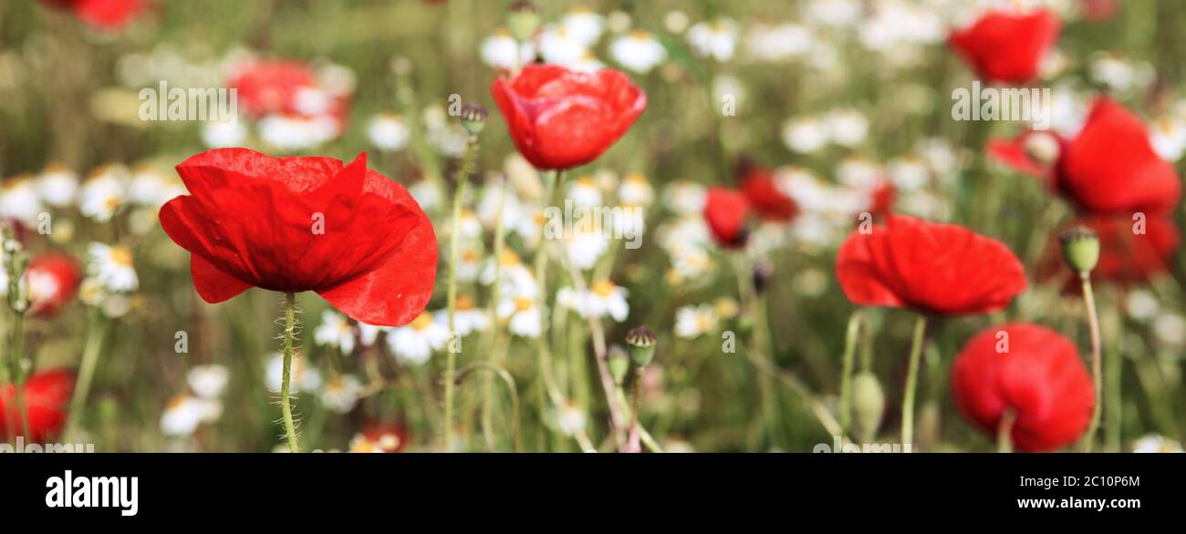 Green stem poppy hi-res stock photography and images - Alamy