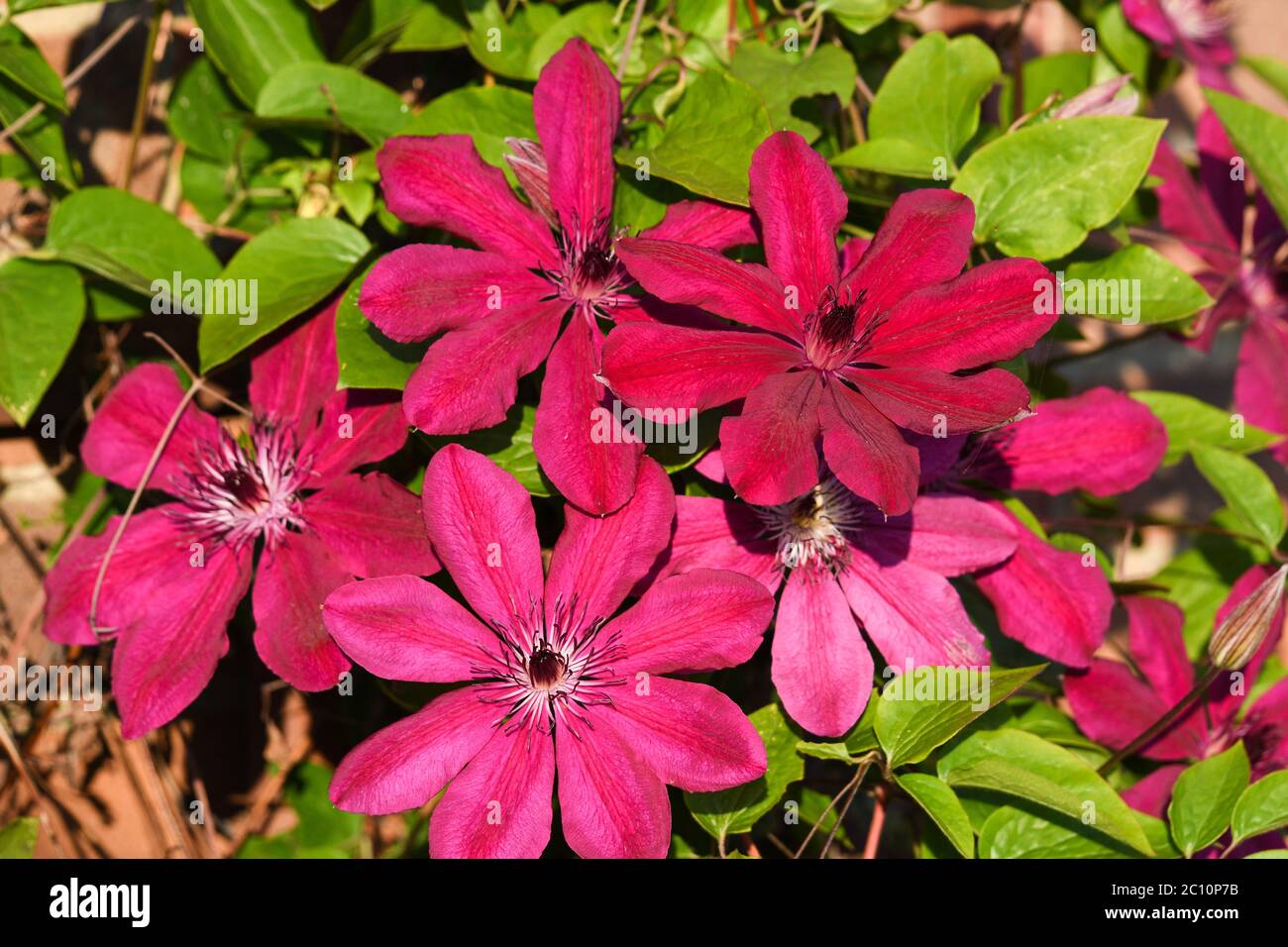 Perennial clematis hi-res stock photography and images - Alamy