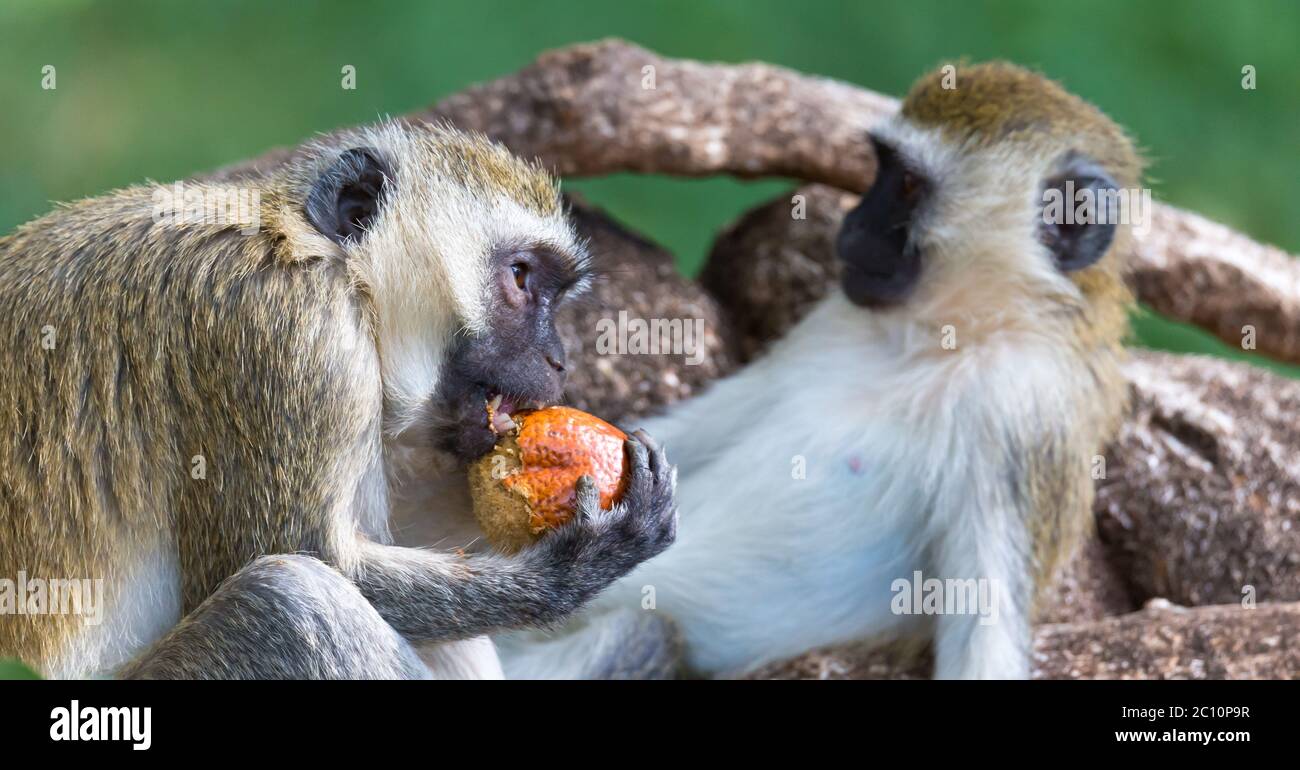Monkey eat fruits jungle hi-res stock photography and images - Alamy