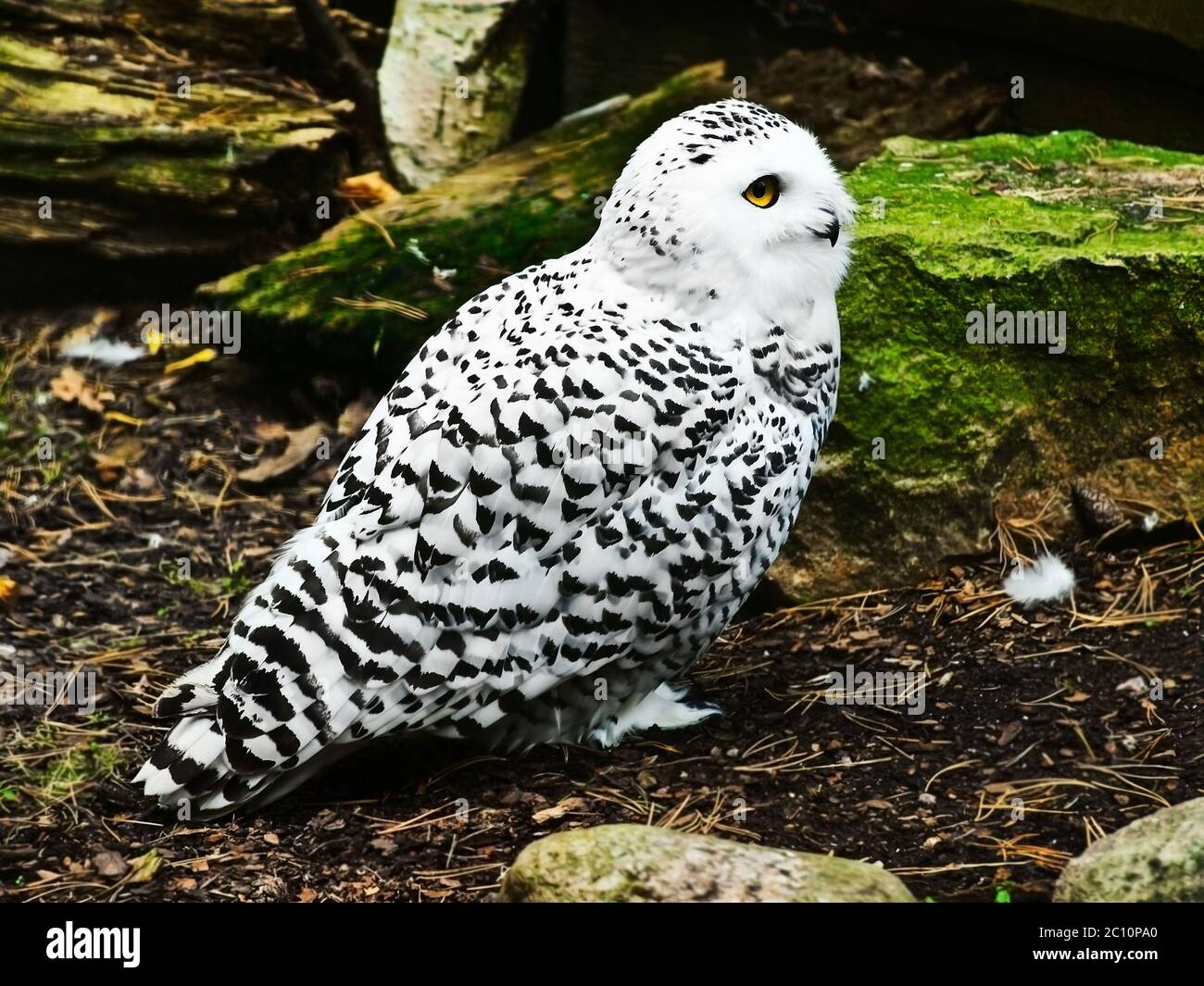 Arctic owl species hi-res stock photography and images - Alamy