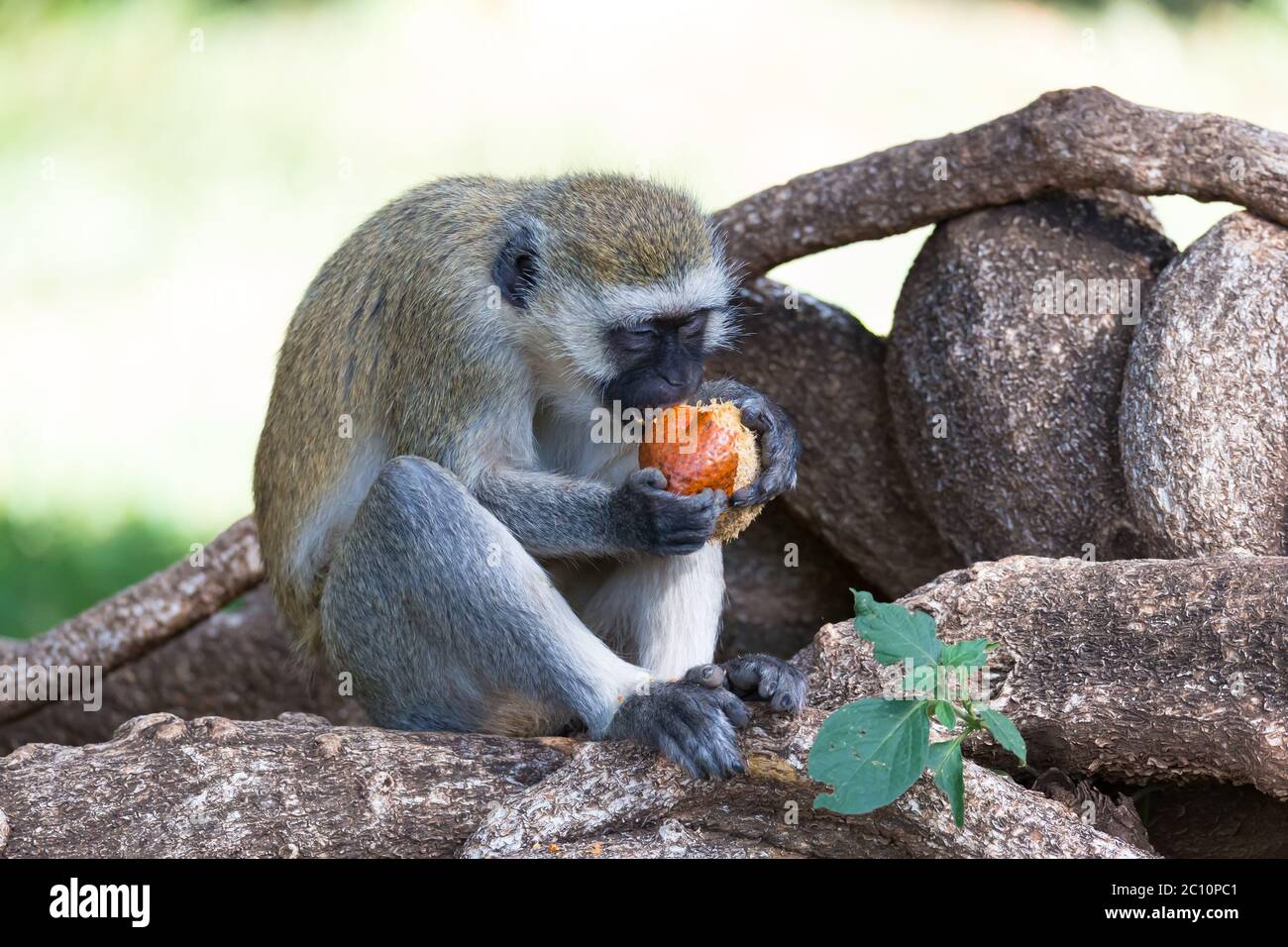 A monkey is doing a fruit meal in the grass Stock Photo - Alamy