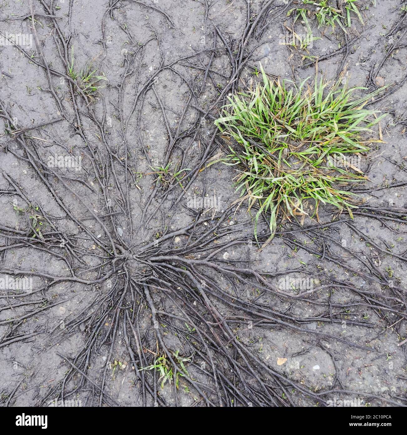 Structure of plants and grass in the mud Stock Photo - Alamy