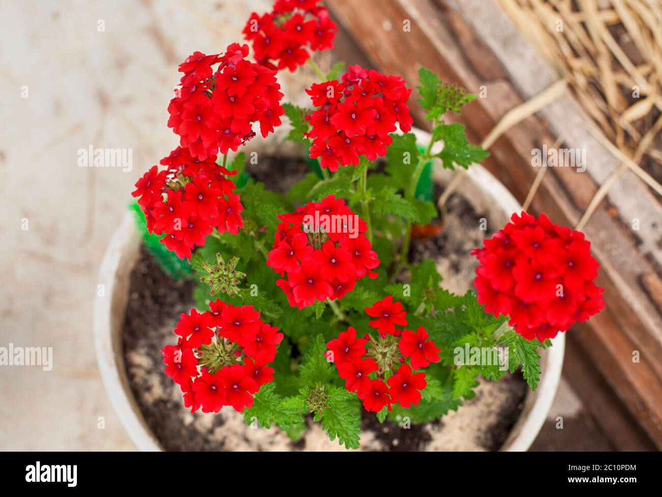 Red geranium flowers in flower pot Stock Photo - Alamy