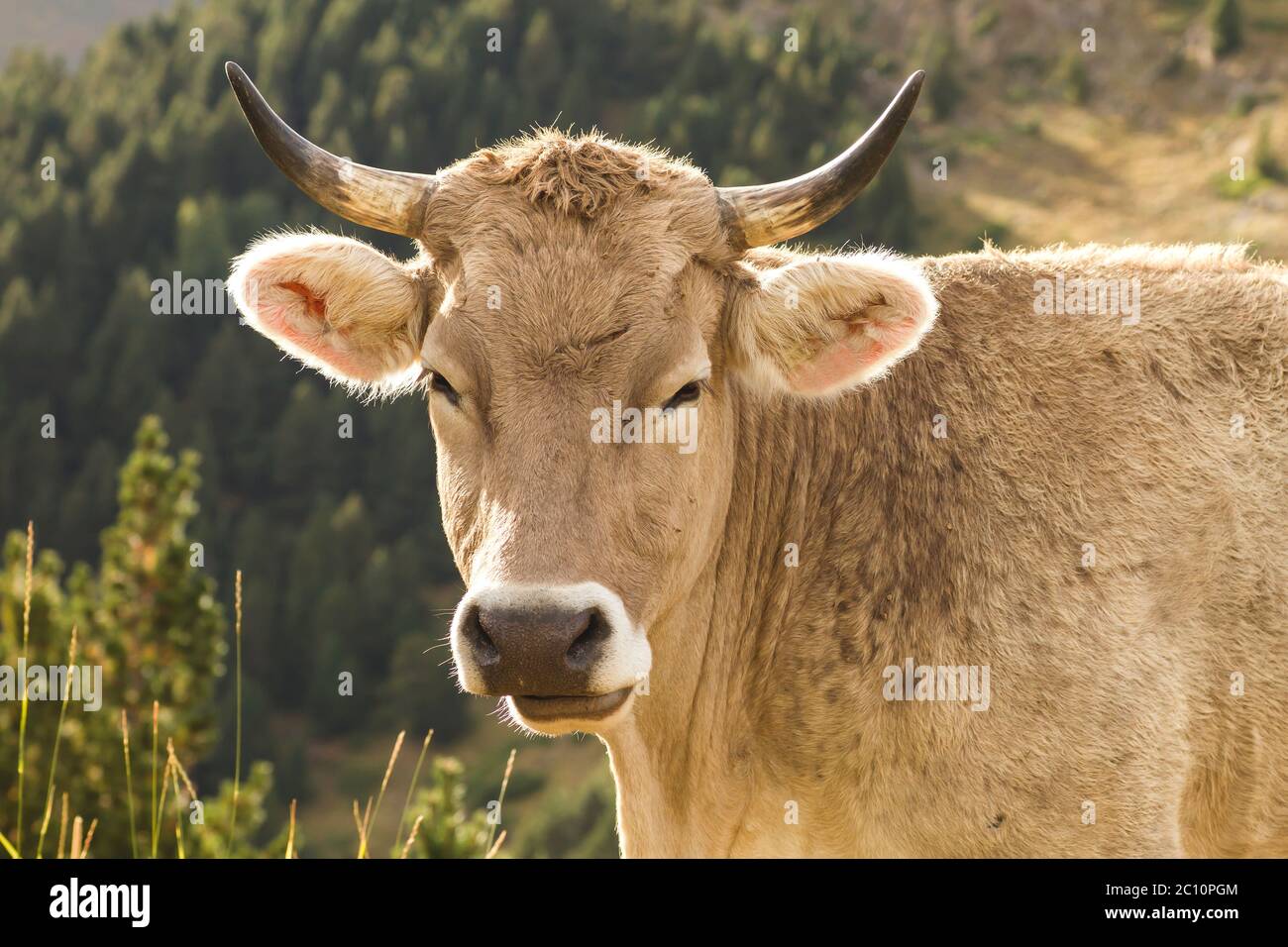 Extensive cattle hi-res stock photography and images - Alamy