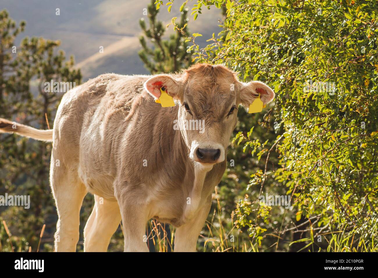 Cattle breeding in the mountains Stock Photo - Alamy
