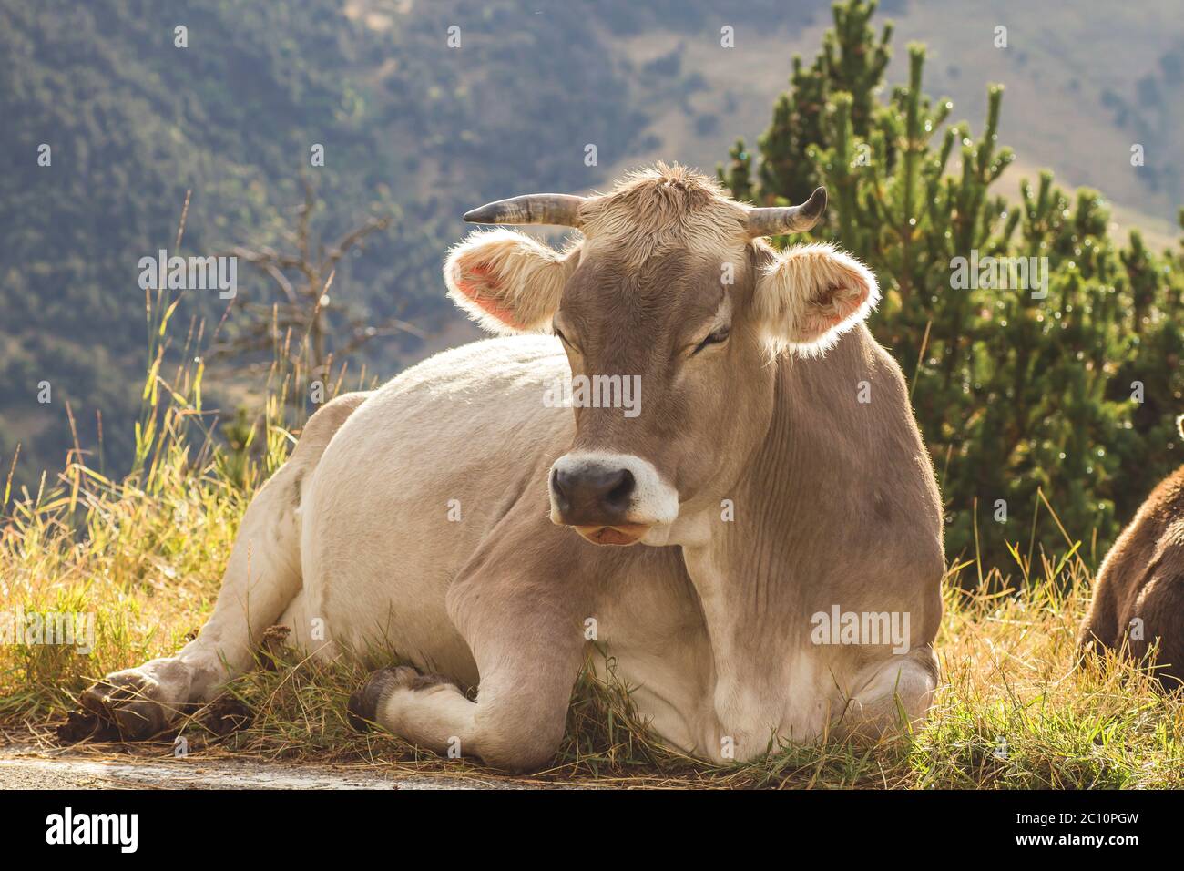 Cattle breeding in the mountains Stock Photo - Alamy