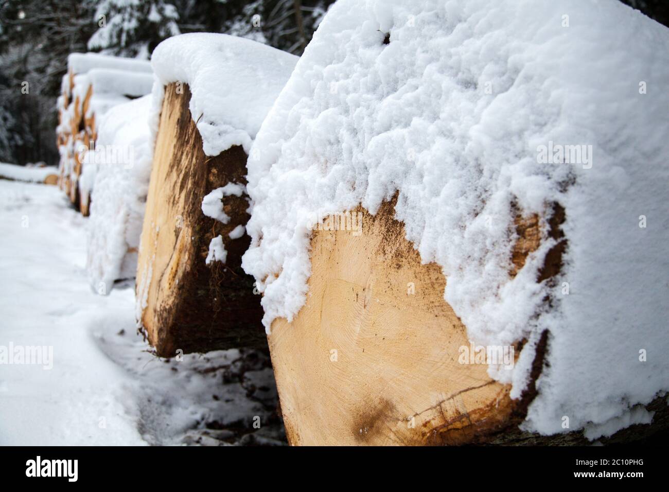 Tree trunks in the snow Stock Photo - Alamy