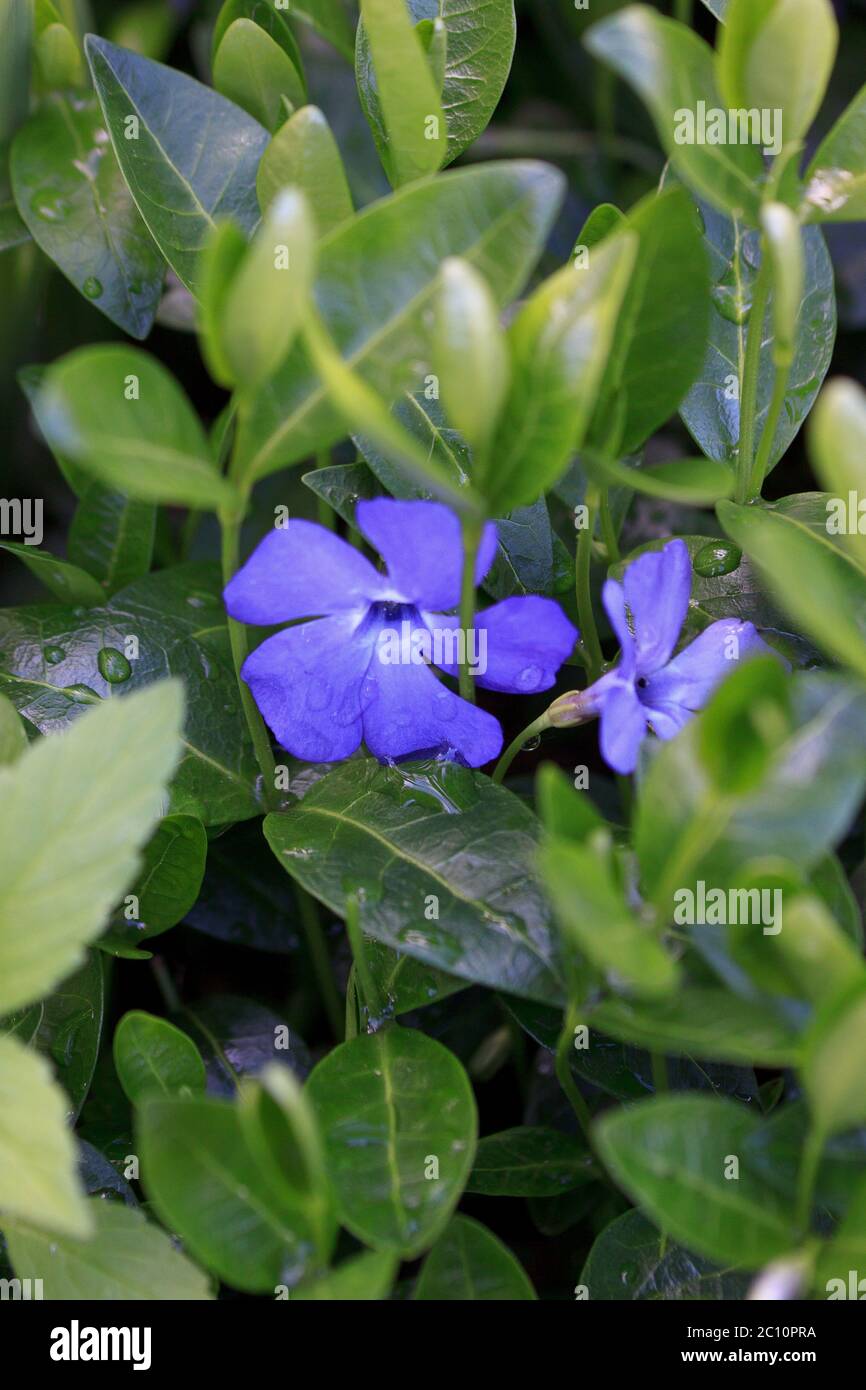 Two beautiful periwinkles are growing on a green meadow. Live nature ...