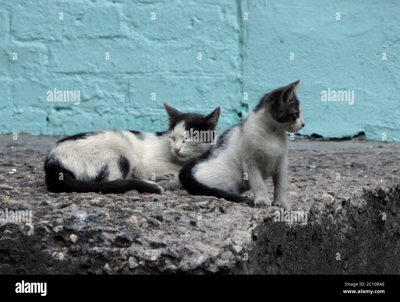 Kitten street hi-res stock photography and images - Alamy
