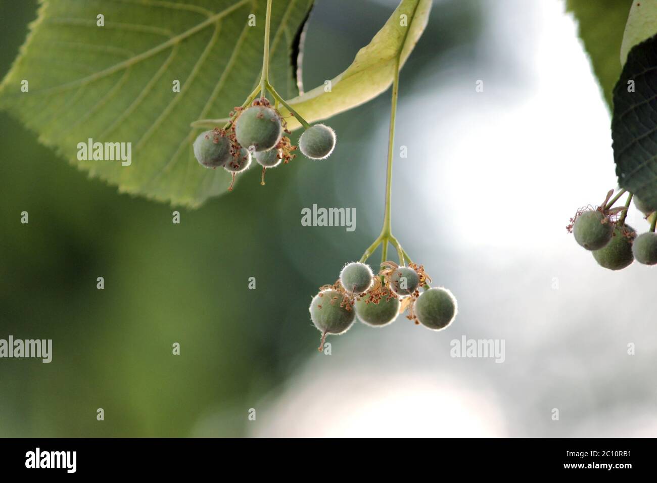 Lime Tree Tea High Resolution Stock Photography and Images - Alamy