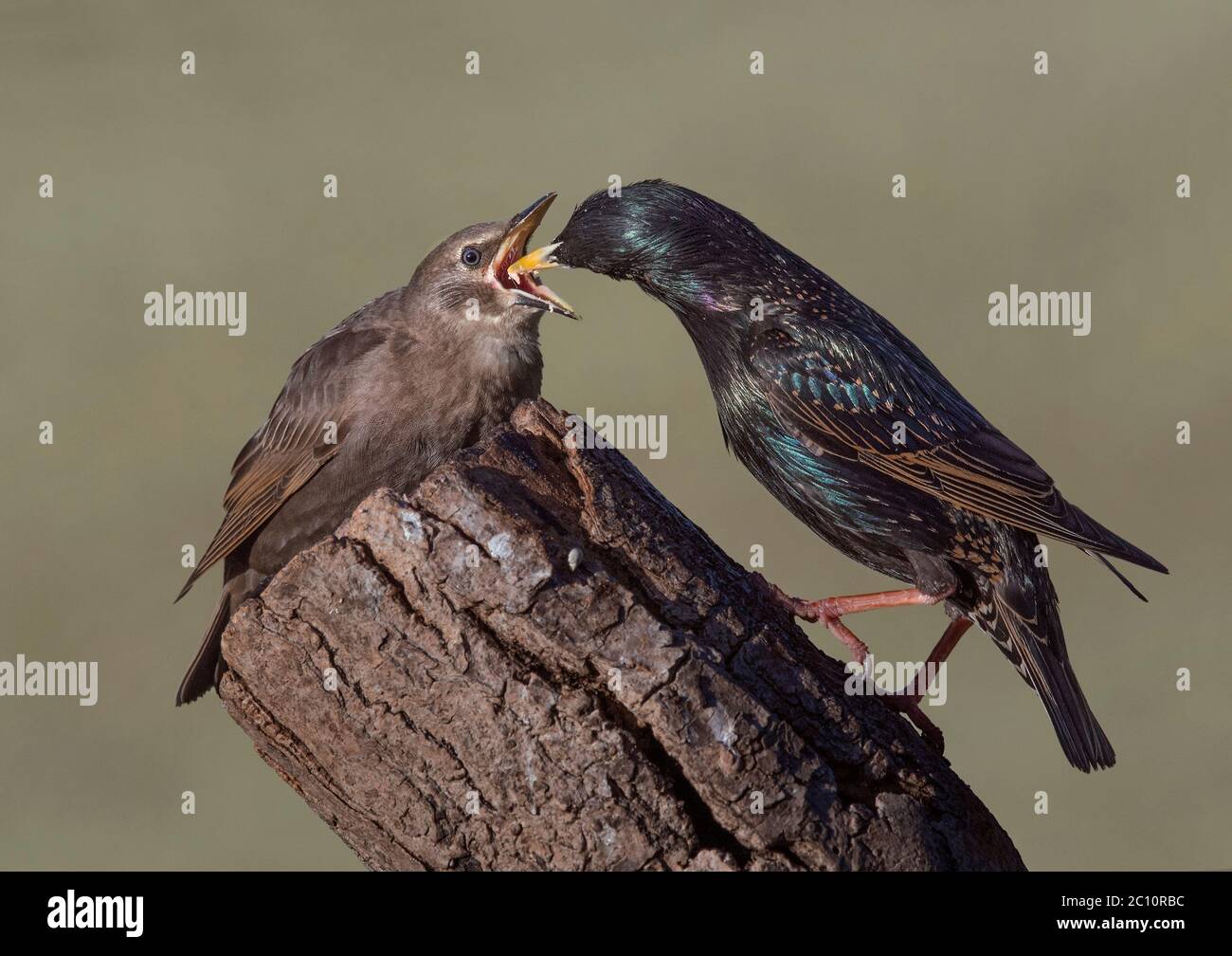 Adult Starling feeding juvenile, Sturnus vulgaris, Lancashire, UK Stock ...