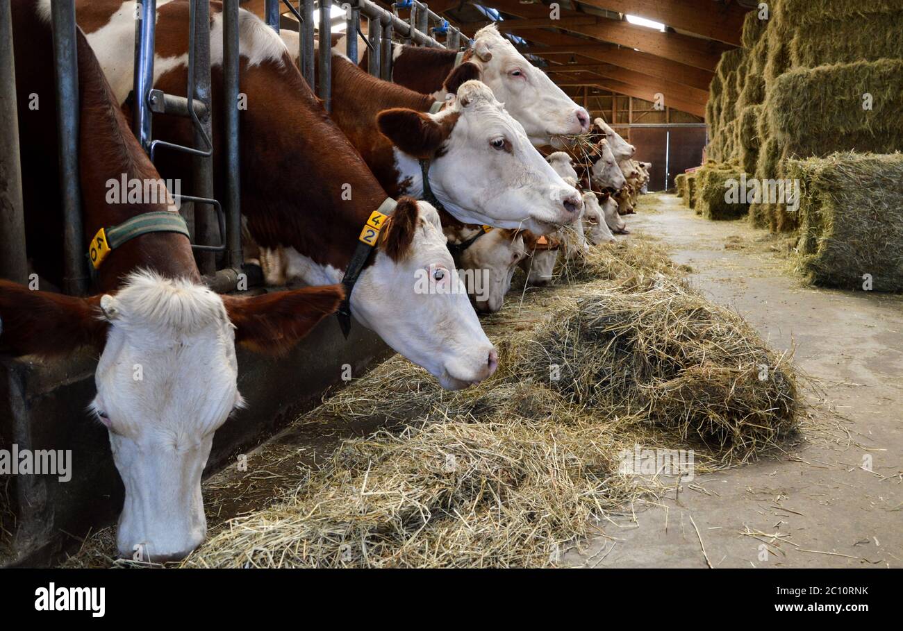 Stable of cows hi-res stock photography and images - Alamy
