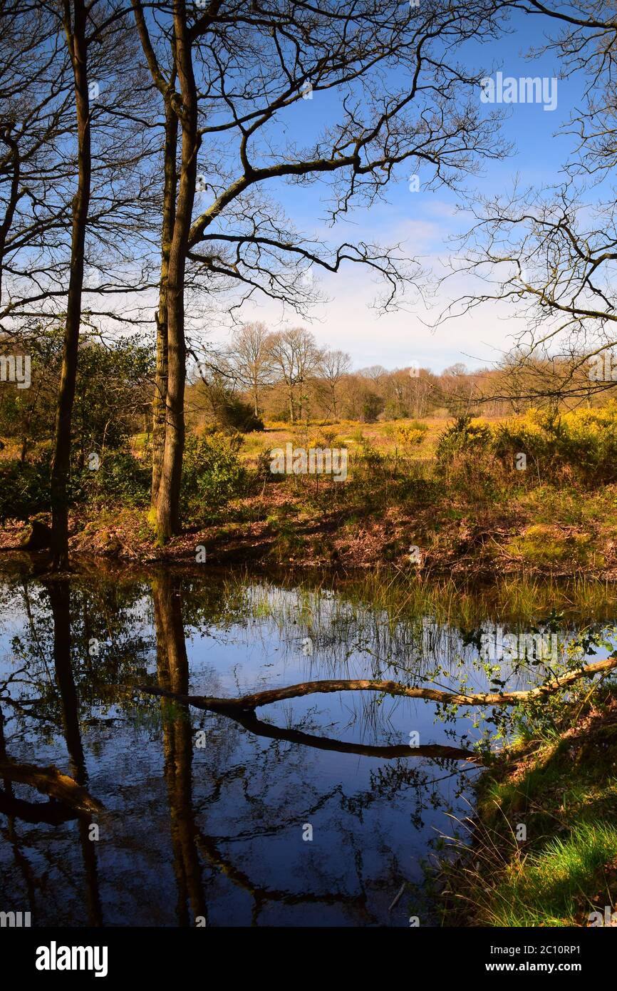 Landscape with Pond at Danbury Common, Essex, UK Stock Photo - Alamy