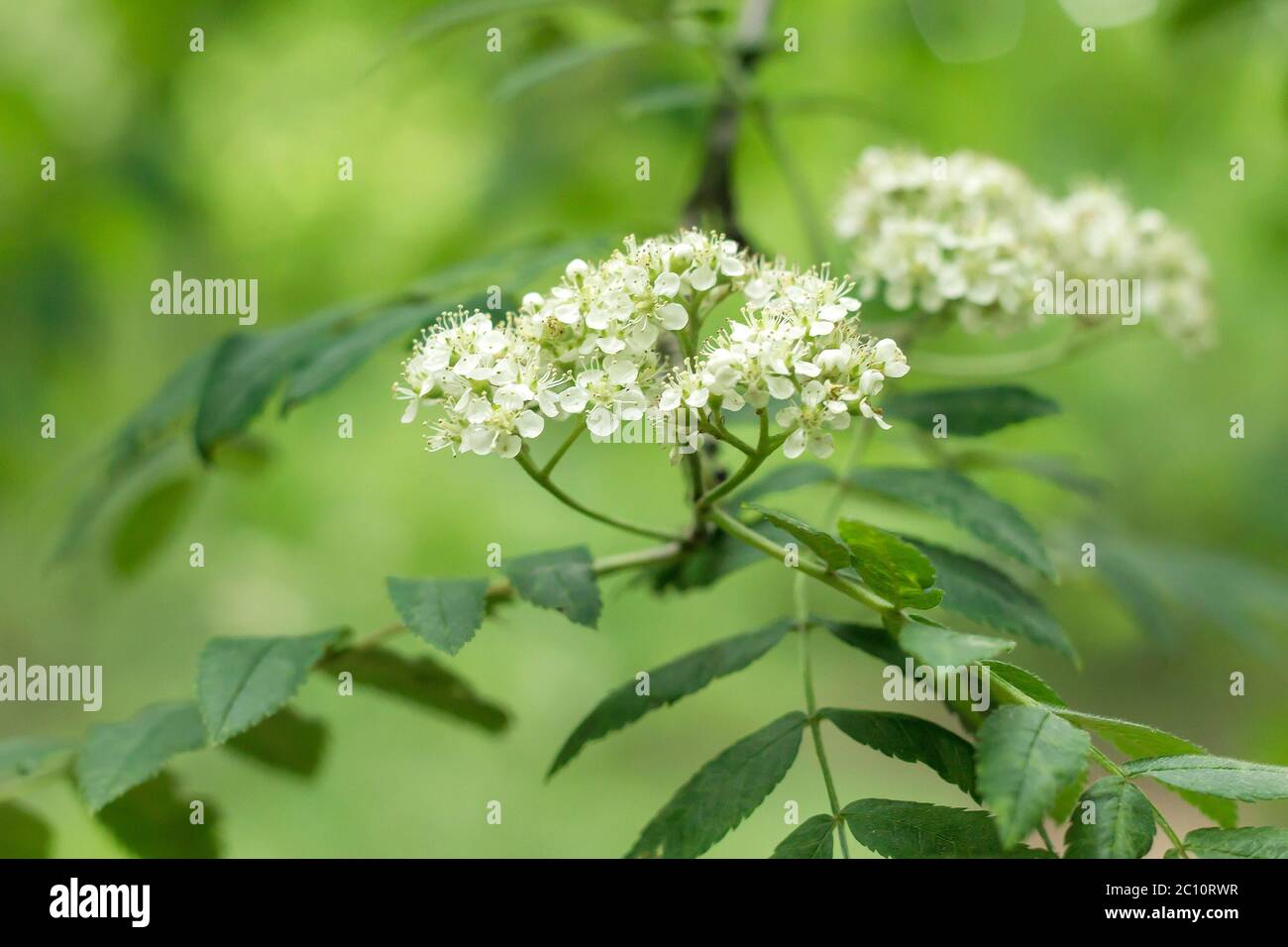 European black elder tree blooming in springtime Stock Photo - Alamy