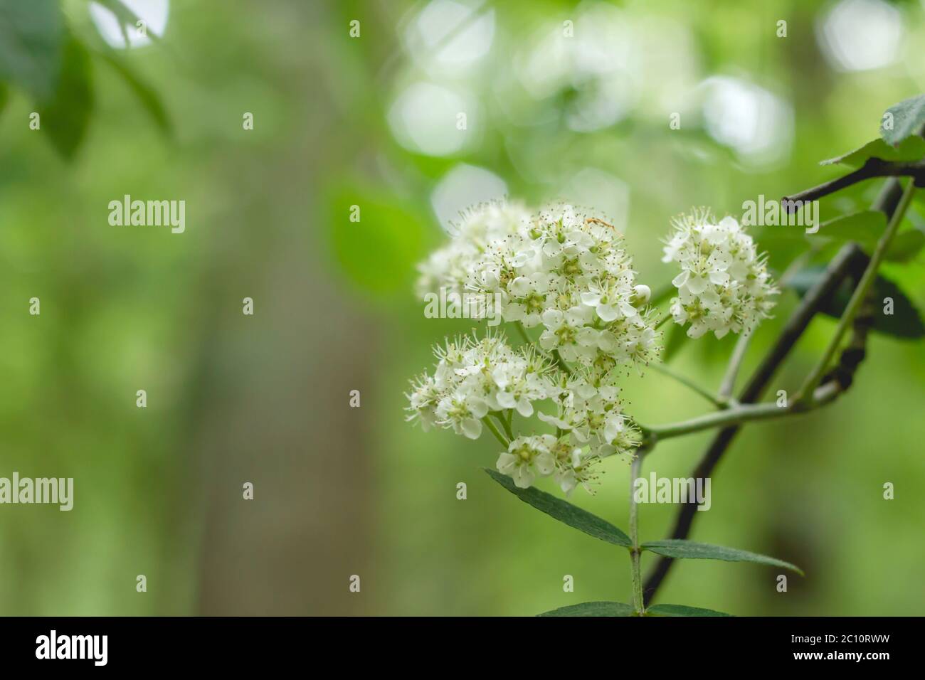 European black elder tree blooming in springtime Stock Photo - Alamy