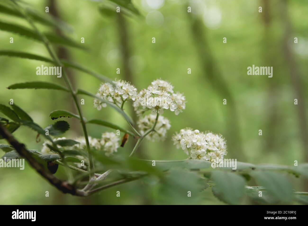 European black elder tree blooming in springtime Stock Photo - Alamy