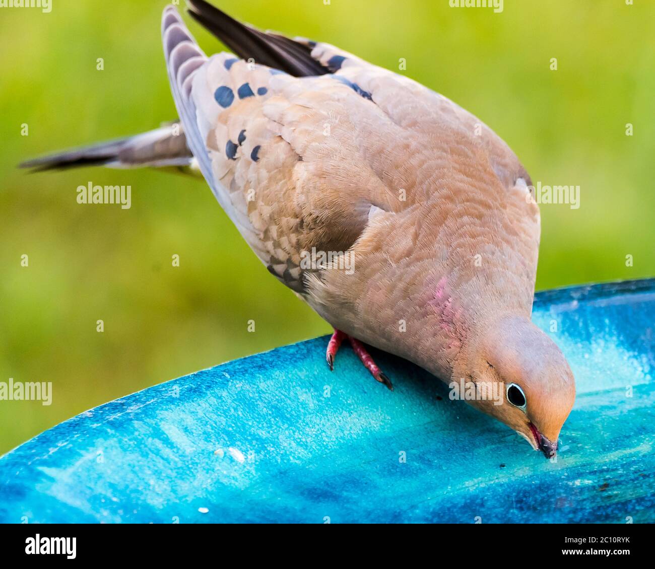 Mourning Dove drinking water from a blue ceramic bird bath Stock Photo ...