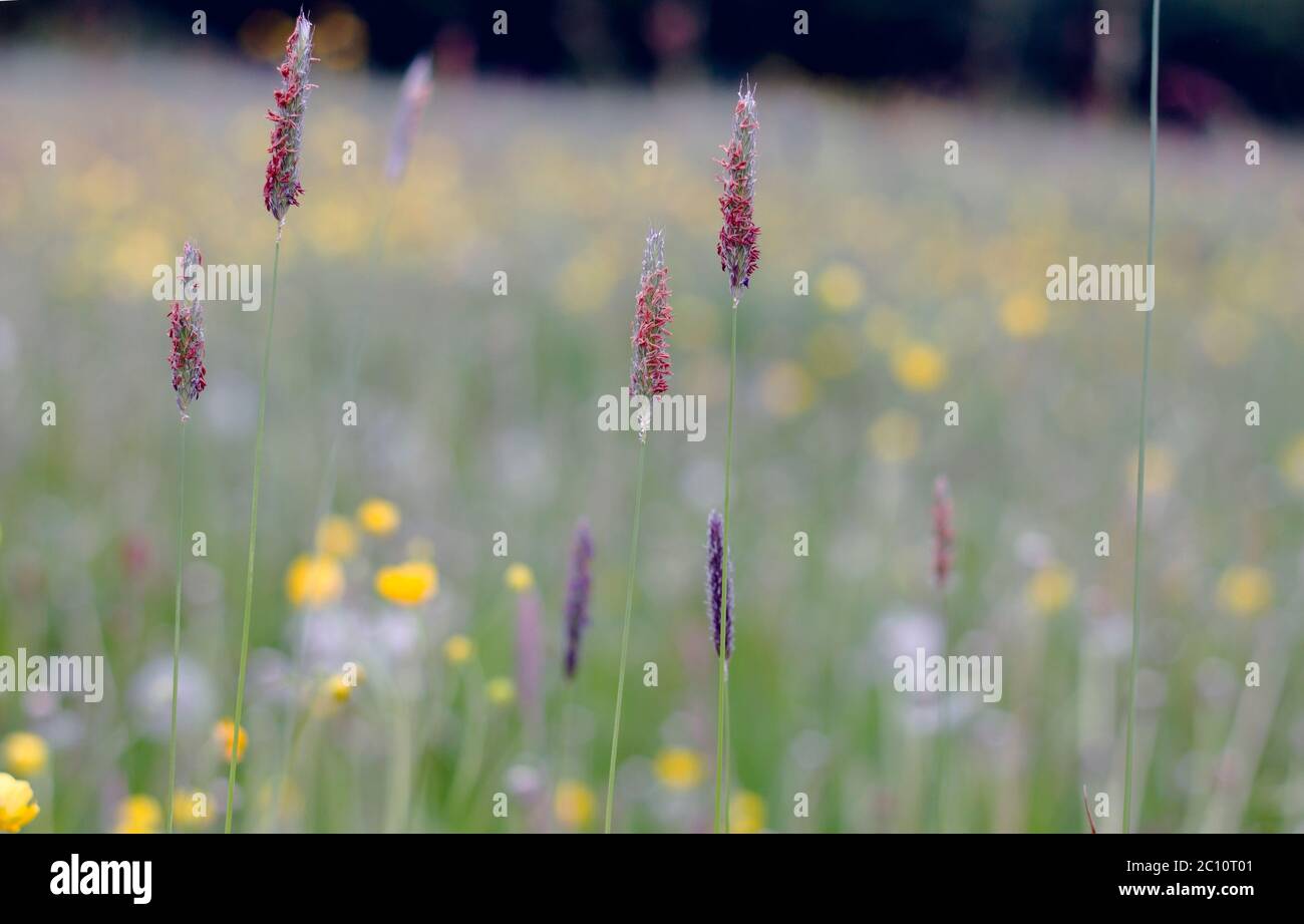 Purple moor grass and rush pastures flowers Stock Photo - Alamy