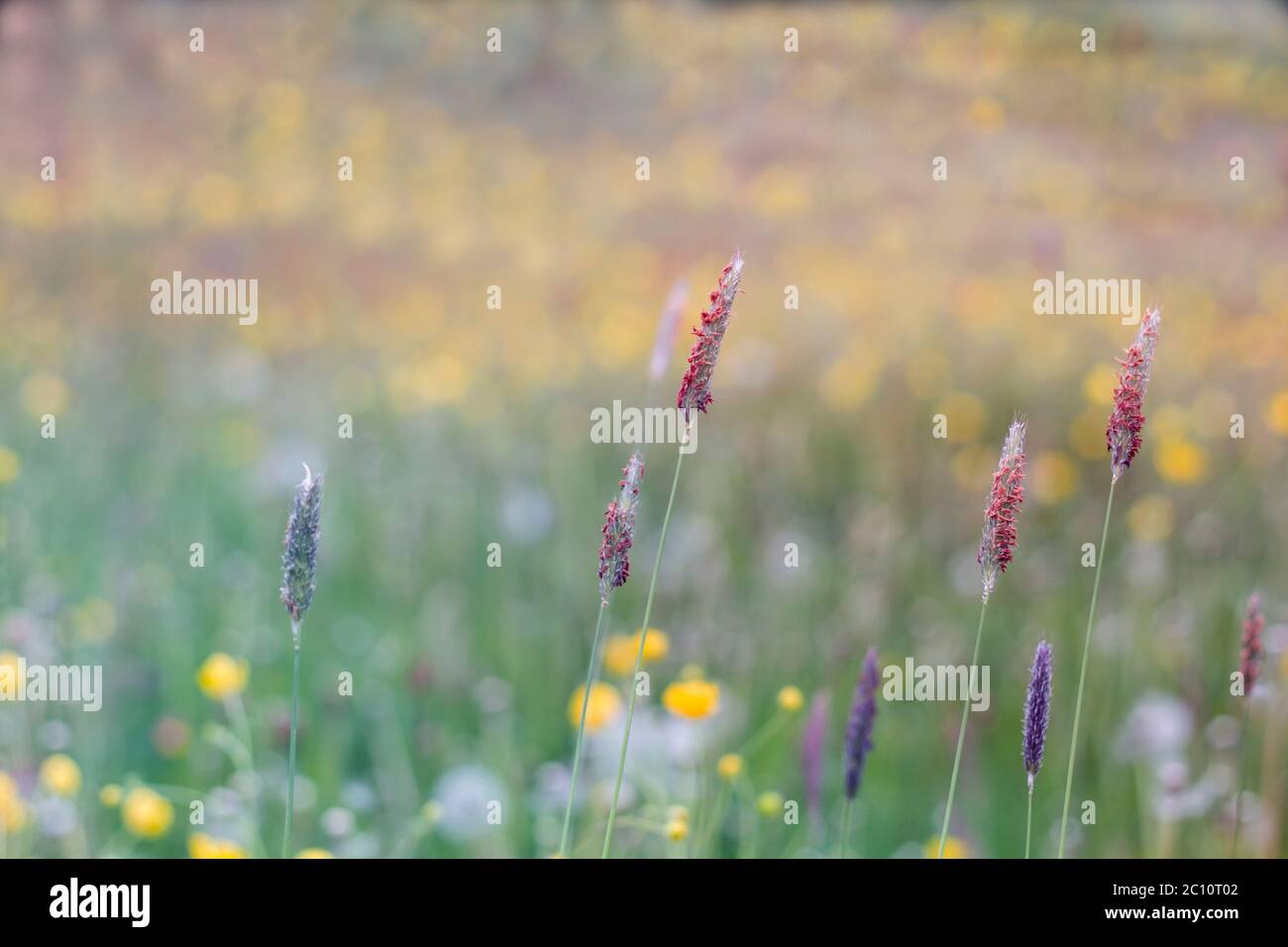 Purple moor grass hi-res stock photography and images - Alamy