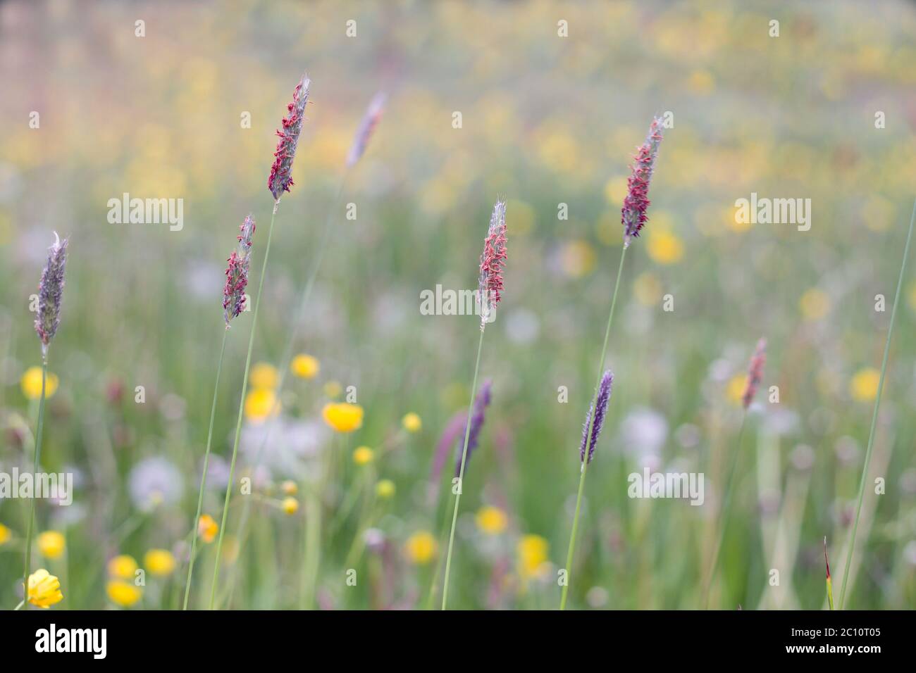 Rush pastures hi-res stock photography and images - Alamy