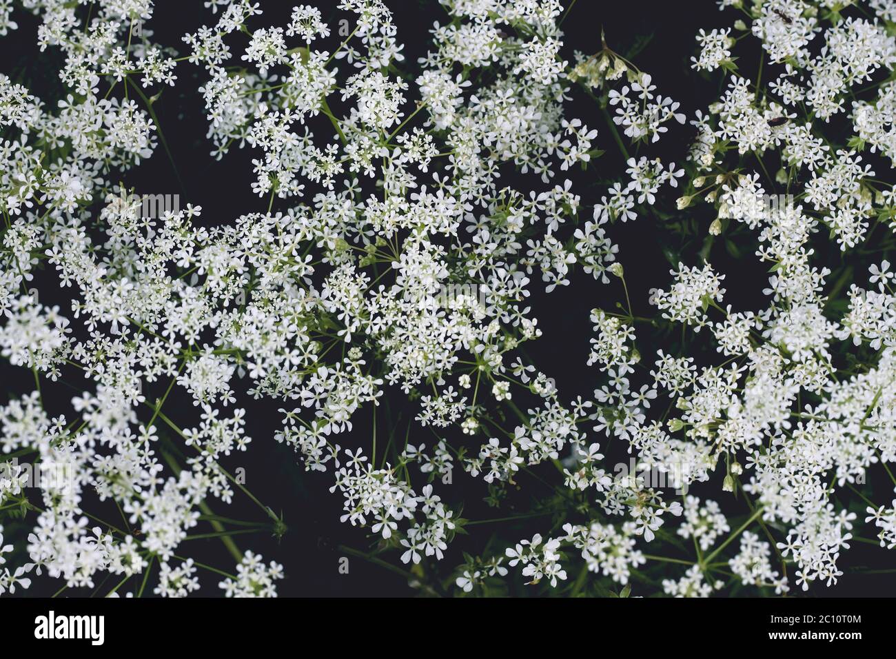 Hemlock white springtime flowers blooming Stock Photo - Alamy