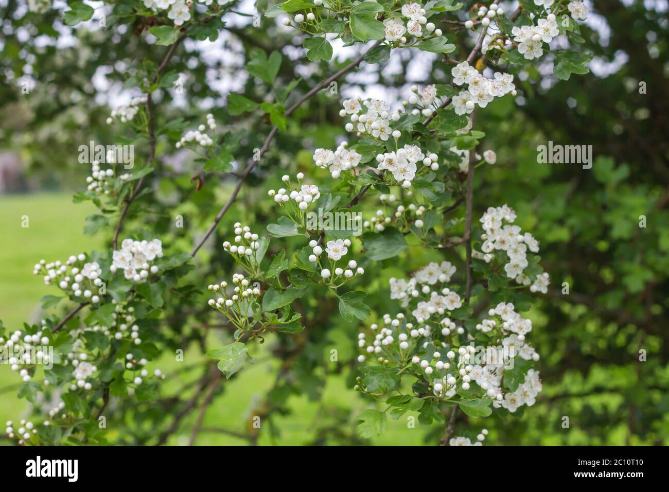 Hawthorn tree with springtime white flowers Stock Photo - Alamy