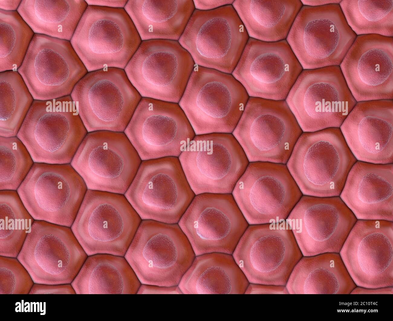3d illustration of a frontal view on cell pattern Stock Photo - Alamy