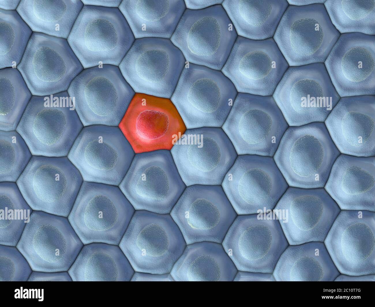 3d illustration of a frontal view on cell pattern with on red cell in ...