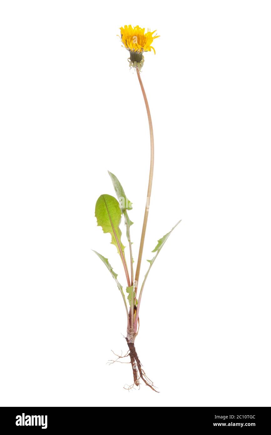 Whole dandelion plant Stock Photo - Alamy