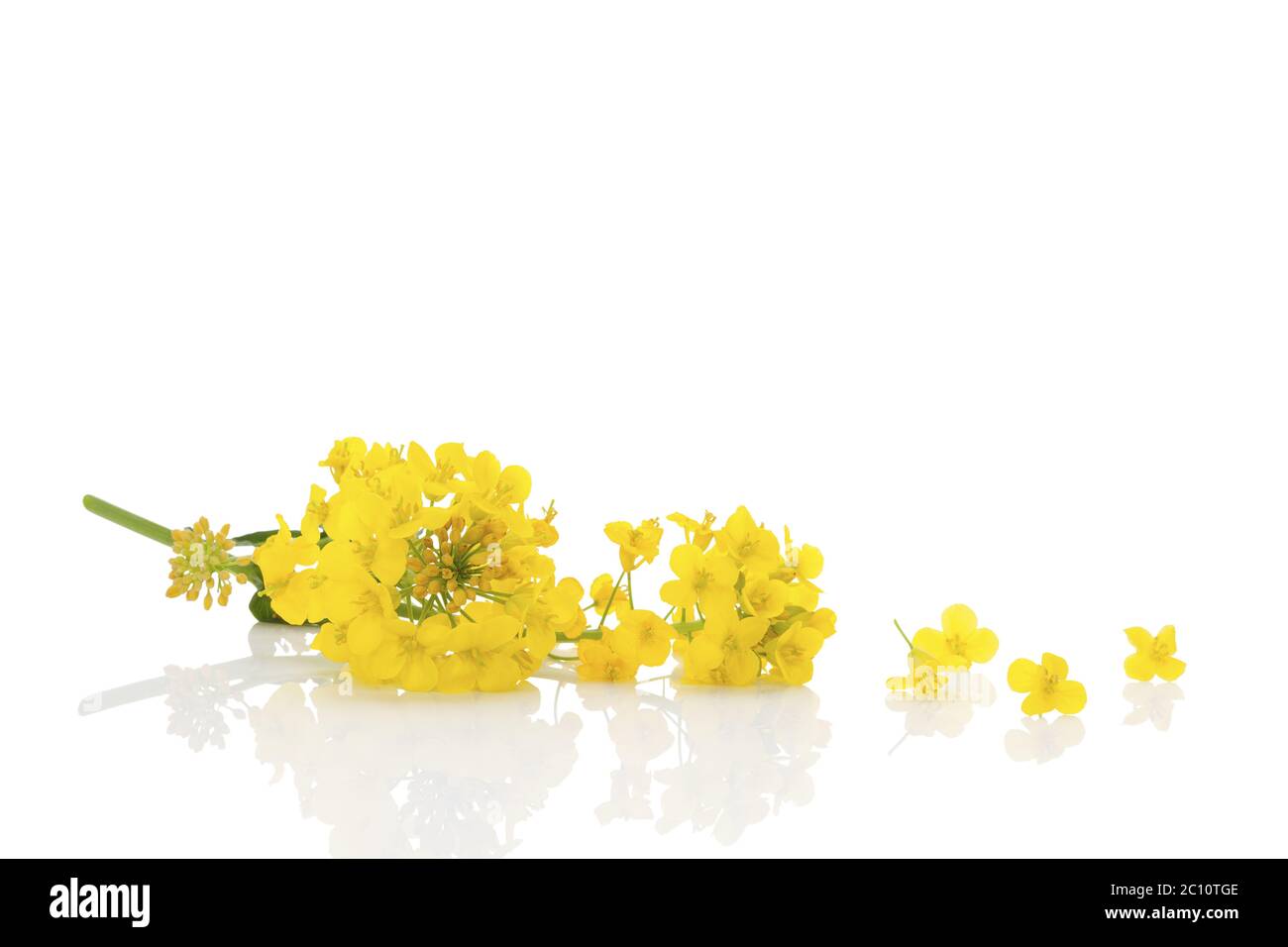 Rapeseed flower isolated on white Stock Photo - Alamy