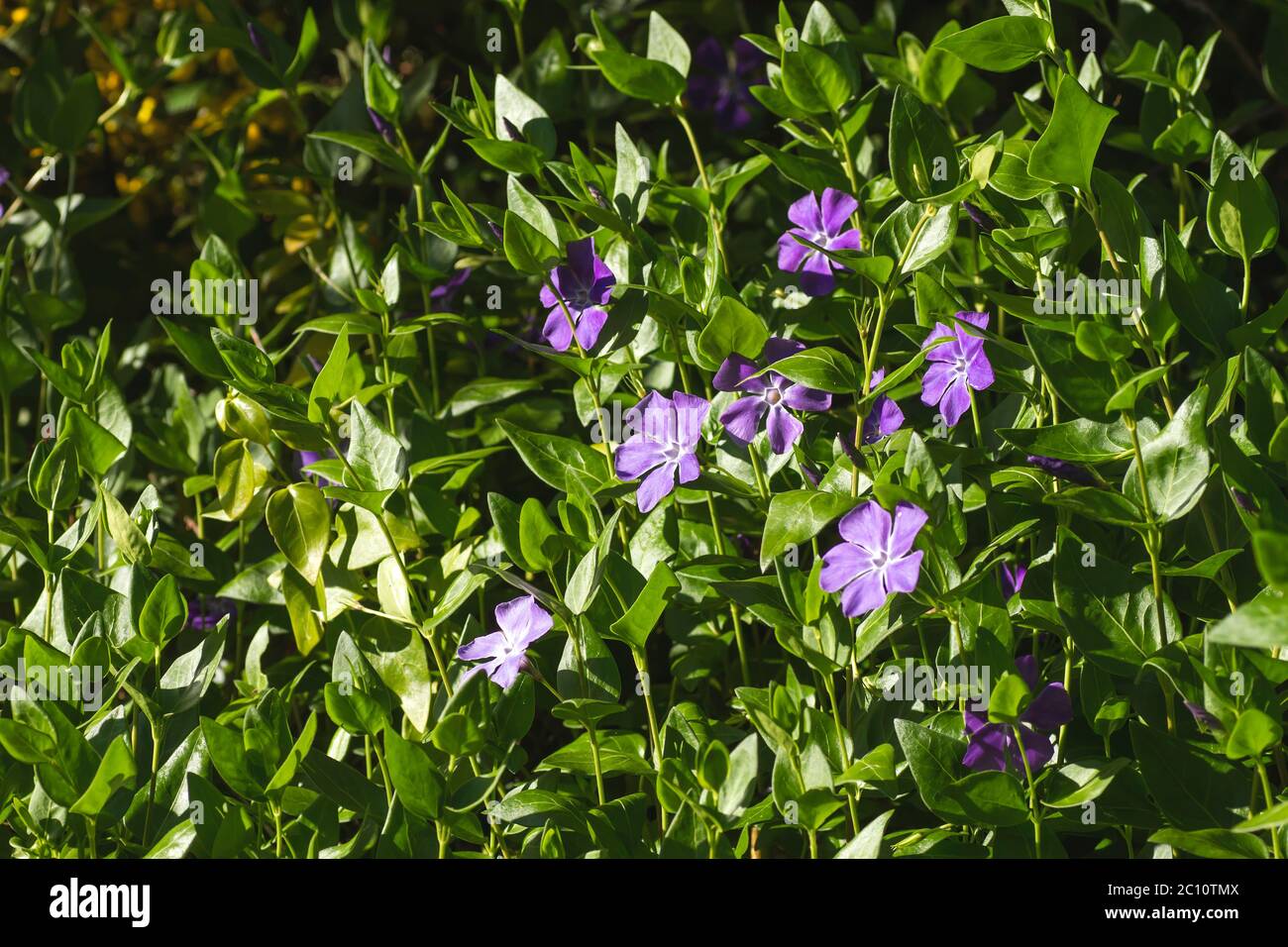 Vinca minor purple flowers blooming Stock Photo - Alamy