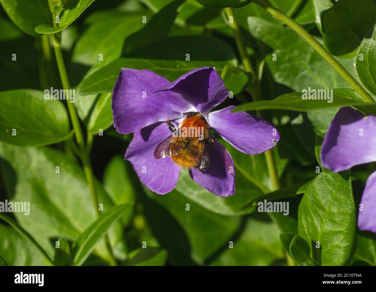 Vinca minor purple flowers blooming Stock Photo - Alamy