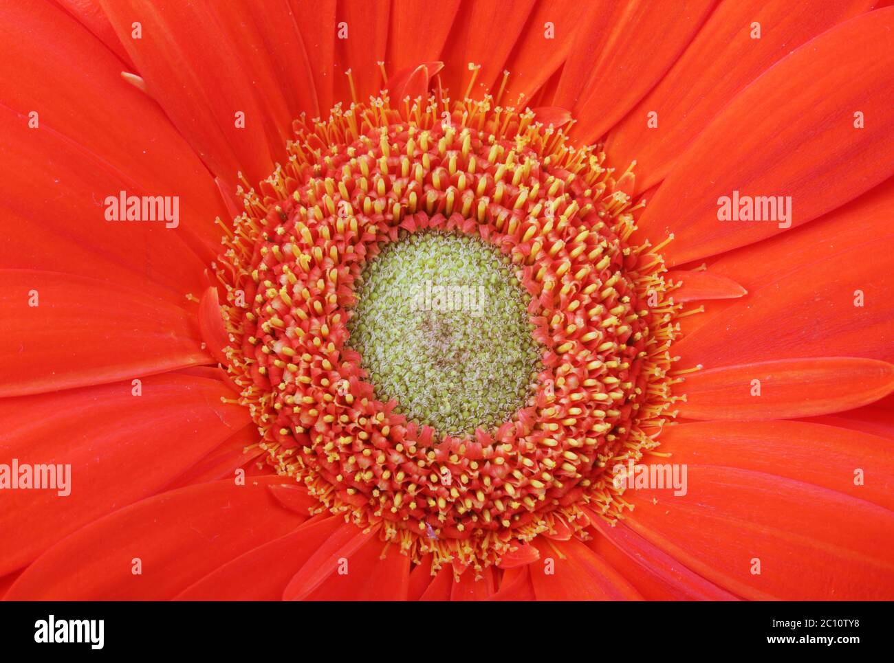 Gerbera close up flower red hi-res stock photography and images - Alamy